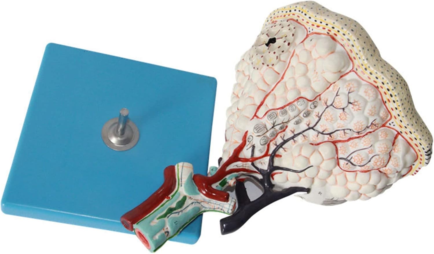 Modelo pulmonar,Réplica de anatomía del cuerpo humano,Modelo de ...