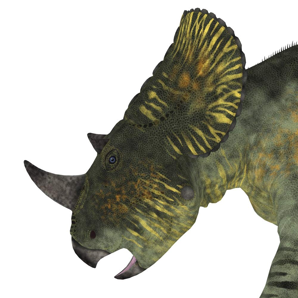 Brachyceratops