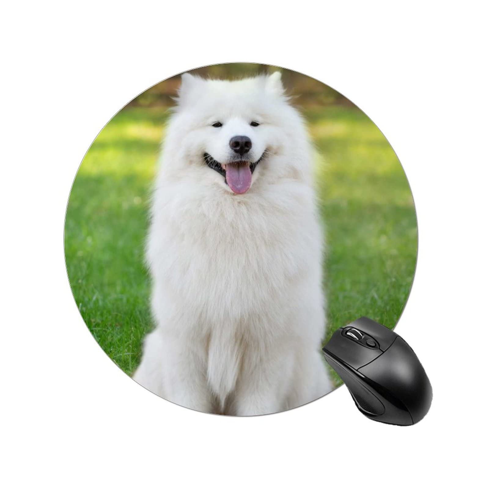 Full Grown Miniature Samoyed