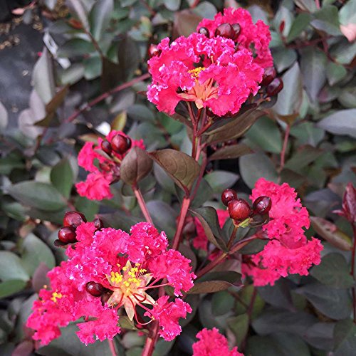 Buy Double Dynamite Crape Myrtle - 4" Pot - Lagerstroemia Indica ...
