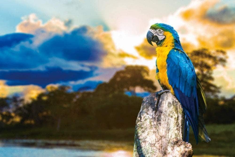 POIUYTRE Classic puzzles_ puzzles for kids adults_Lion king elephant ...