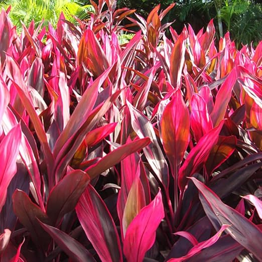 Amazon.com : 2 Giant Cordyline Red Sister Ti Plants Live, Hawaiian Red Ti Leaf Plants for ...