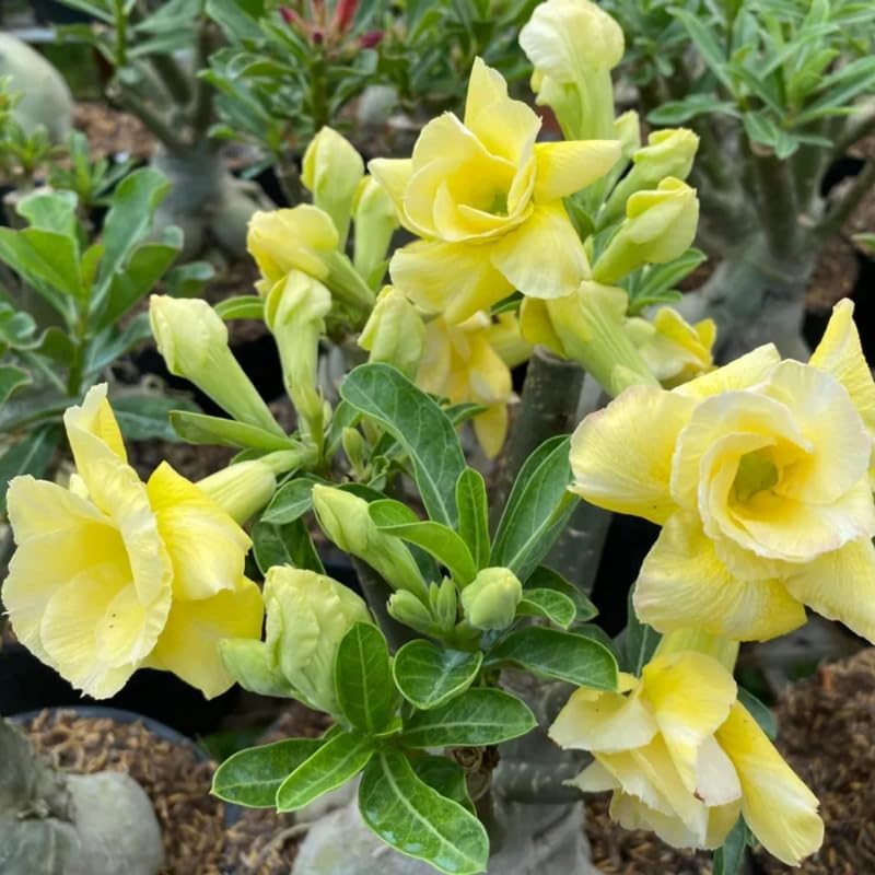 Planta de rosa del desierto viva, rosa del desierto doble amarilla ...