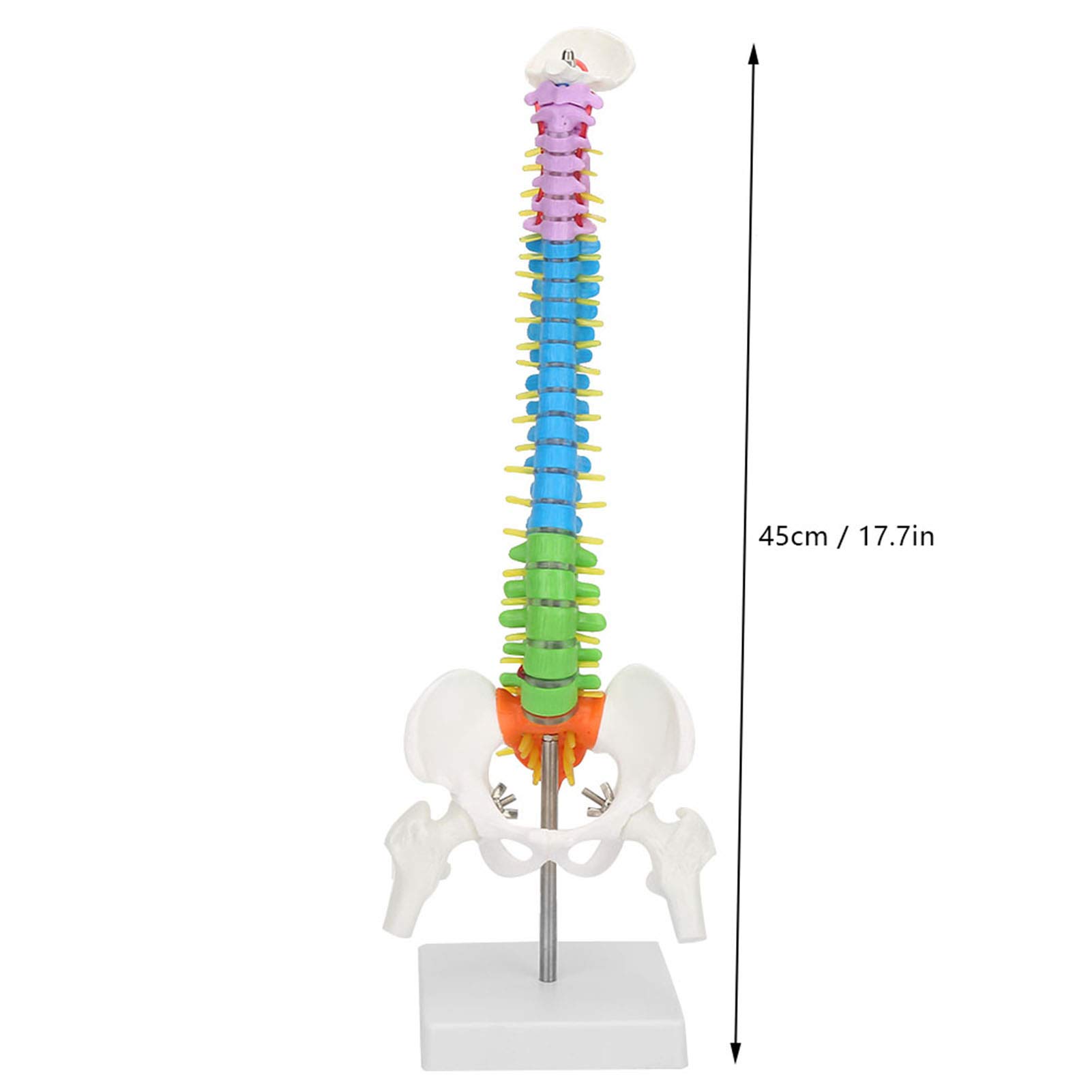 Buy Human Spine Model Colored Flexible Scientific Anatomical Human ...