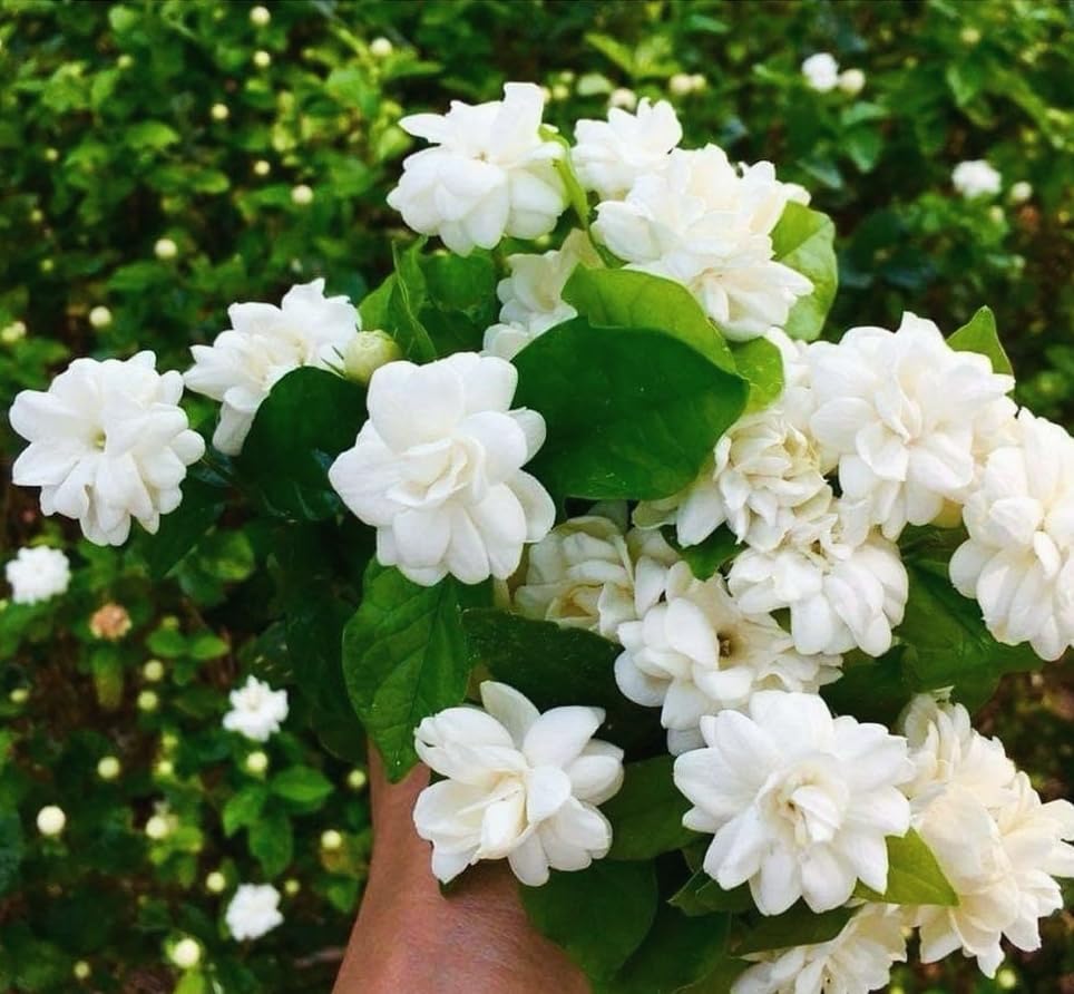 Oyeboy Mogra Plant Rare Jasminum sambac Arabian Jasmine Mogra multi ...