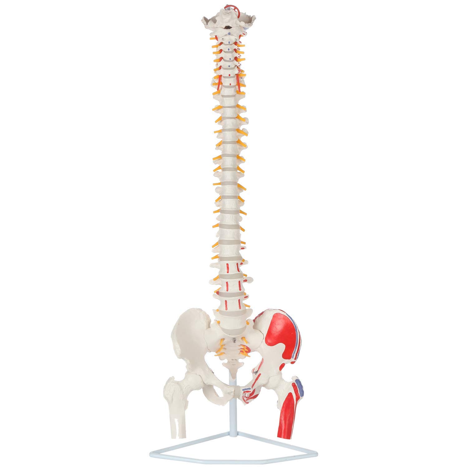 Buy Myaskro® - Painted Flexible Spine Model, 36" Life Size Spinal Cord ...