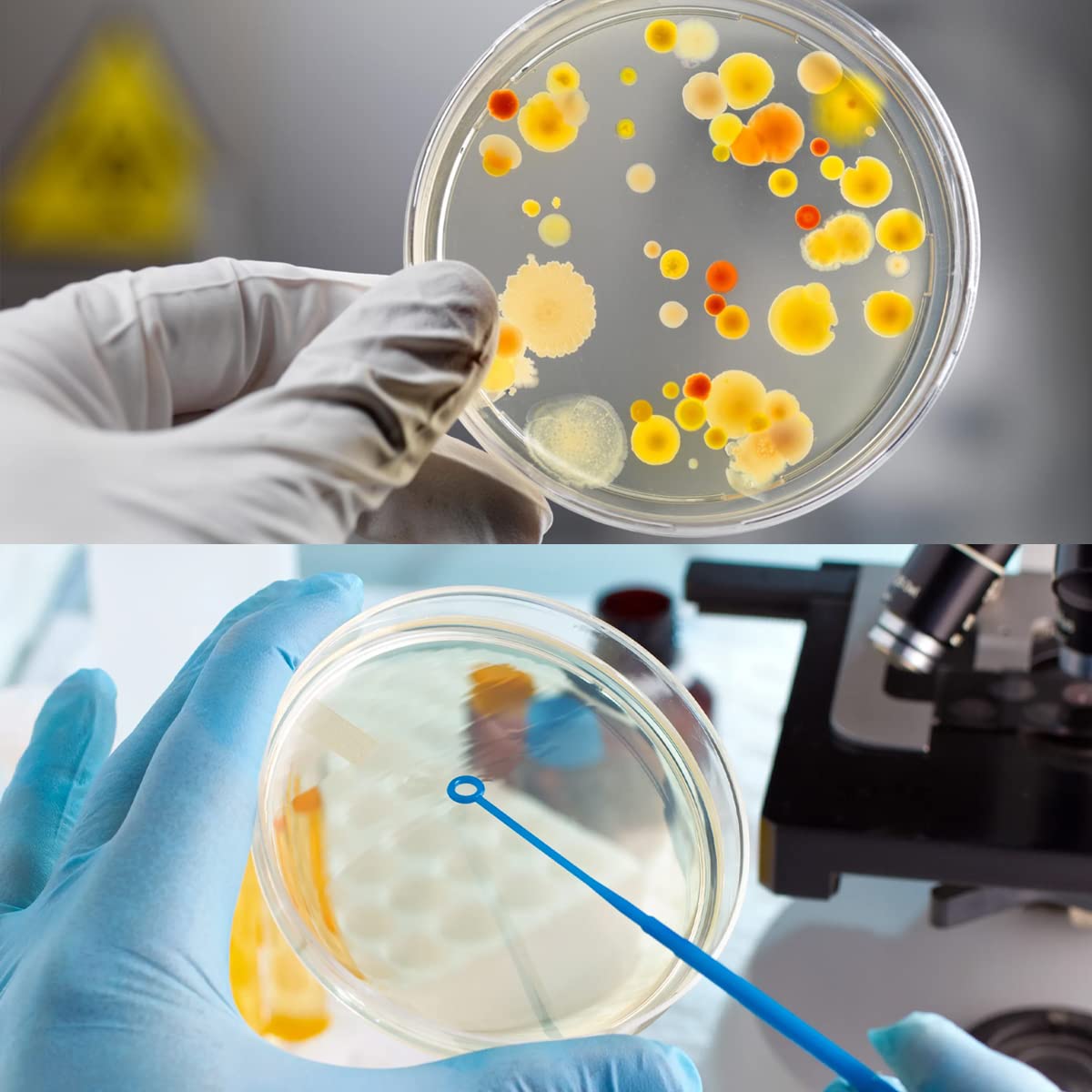 Observing Microbes Observing Bacteria In A Petri Dish