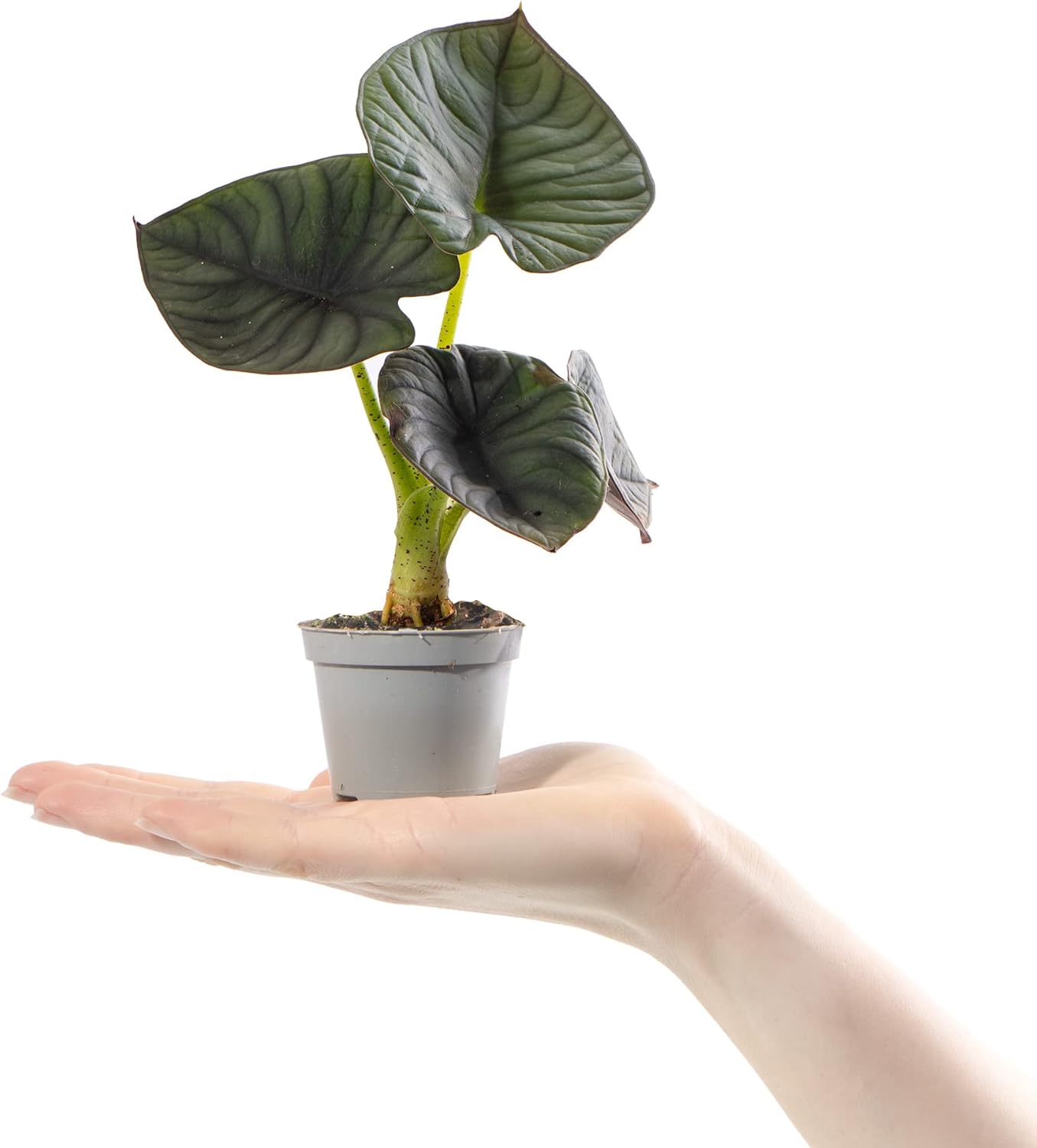 Baby Elephant Ear Plant - Alocasia Silver Nebula Small Tropical Indoor ...