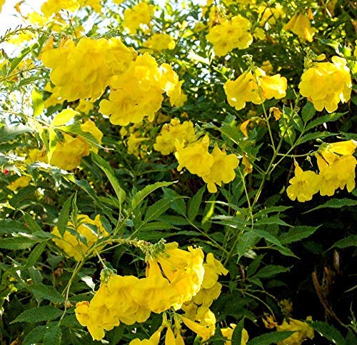 Vixenssell Live Yellow Tecoma / Gori Chori Tecoma / Tikoma / Yellow ...