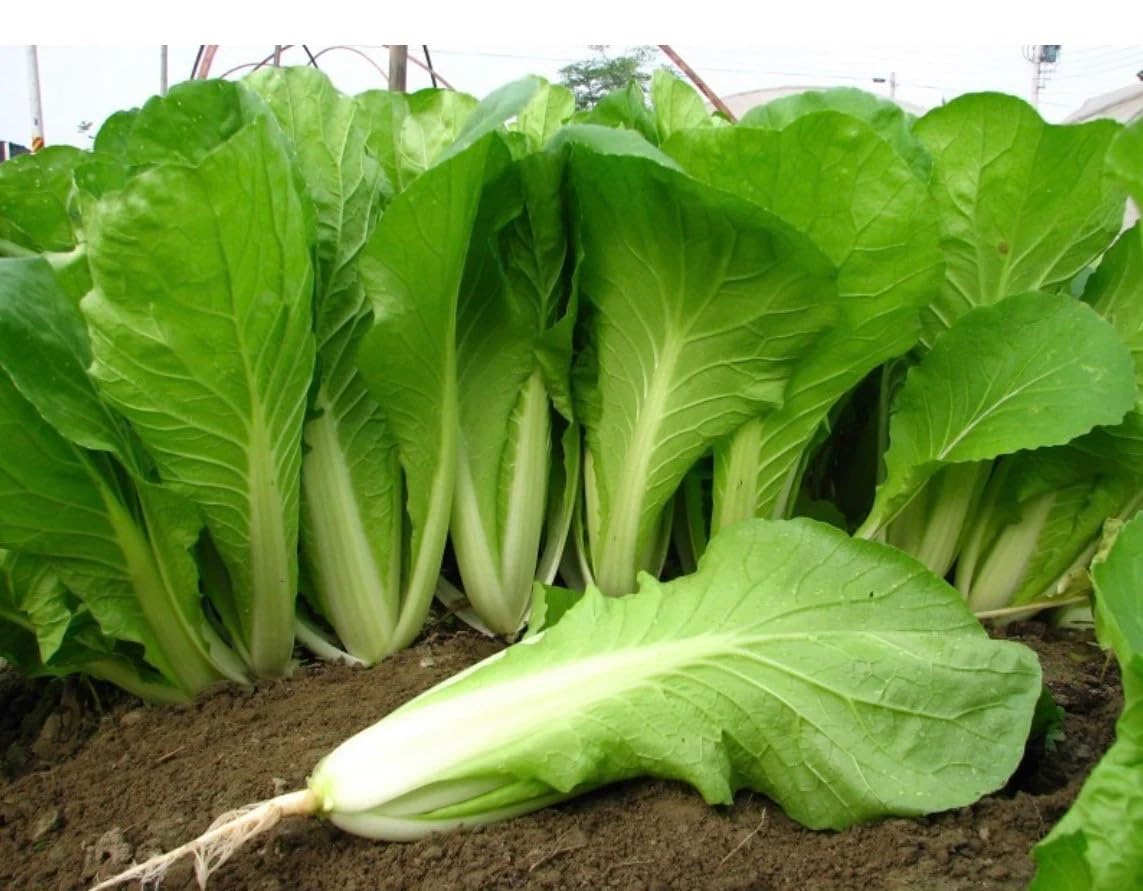 Amazon.com : 1/2-oz 5600 Seeds Baby Taiwan Pak Choi Seeds 台灣小白菜; Bok ...