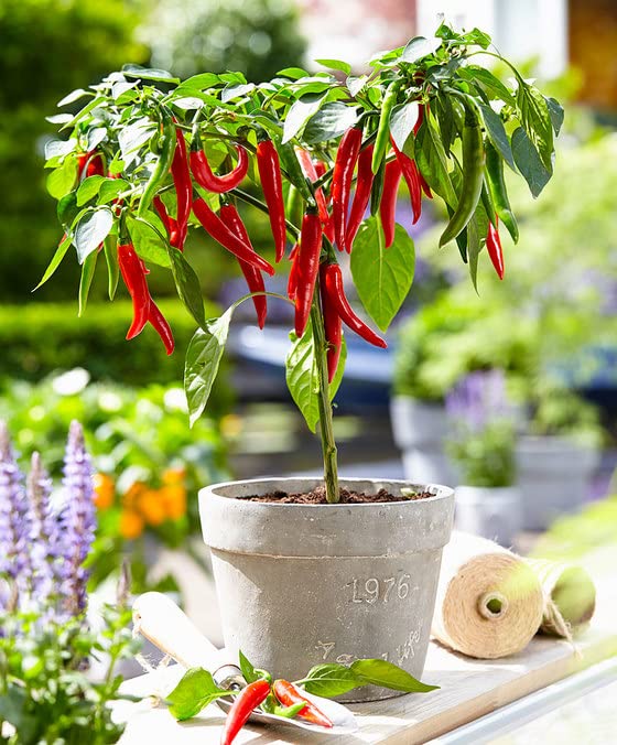 Suryamukhi Chilli Seeds Hybrids F1 Vegetable Seeds for Home Garden for ...