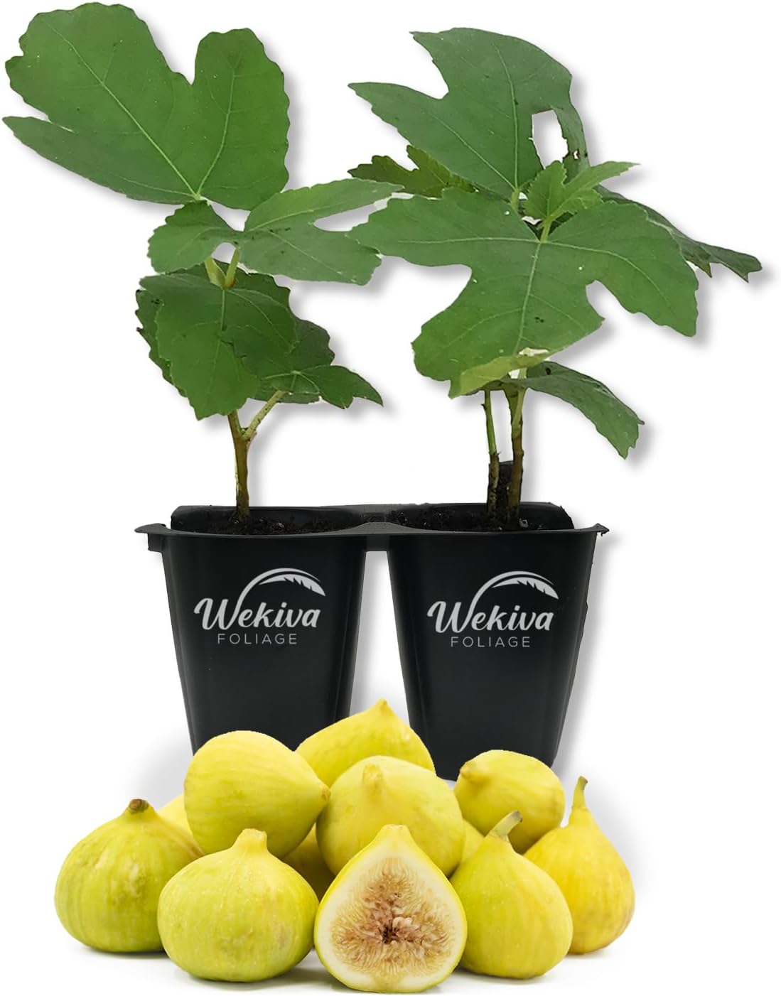 Amazon.com : Kadota Fig Tree - 2 Live Tissue Culture Starter Plants ...