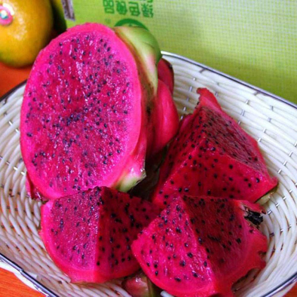 Buy FafSgwq - 20Pcs Sweet Pitaya Hylocereus Undatus Dragon Fruit Garden ...