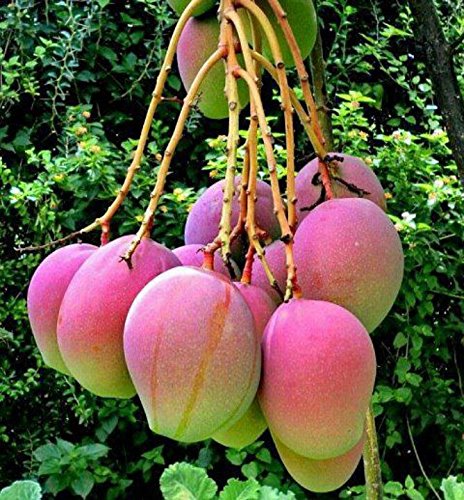 Green Paradise® Exclusive Apple Mango Live Plant : Amazon.in: Garden ...