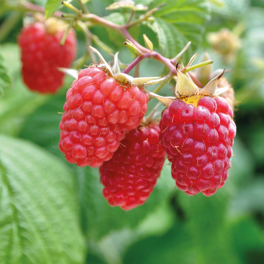 Raspberry Glen Prosen Rubus idaeus Summer Fruiting Thornless Canes ...