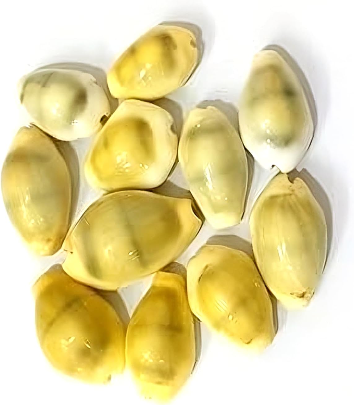 Peeli Kaudi; Yellow Kaudi for Money, Wealth and Prosperity - Holy ...