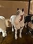 Amazon.com: Breyer Horses Traditional Series | Legend | Kentucky Horse ...