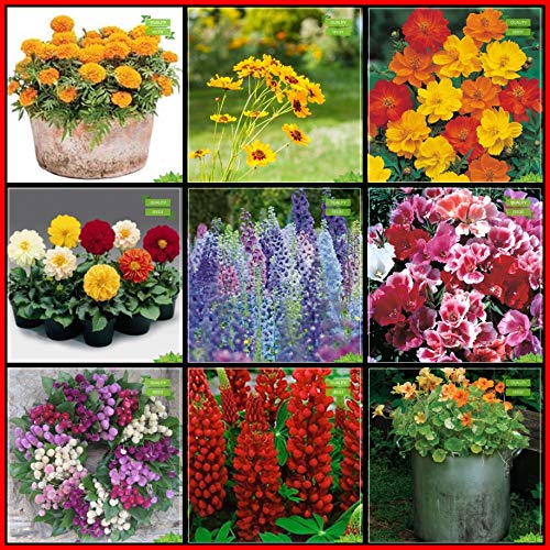 Buy Creative Farmer Packet Combo Flower Seeds : Marsh Marigold ...