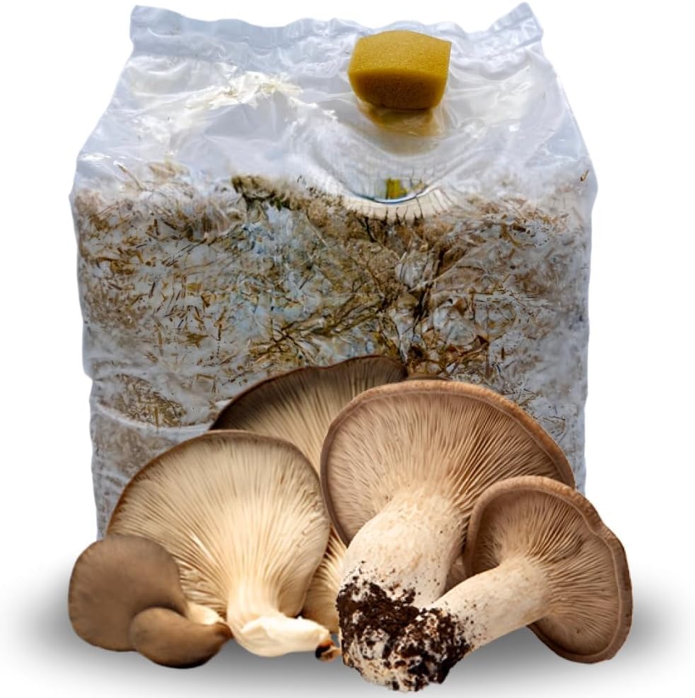 Migliori ballette funghi: classifica e guida all'acquisto - Giardino Curato