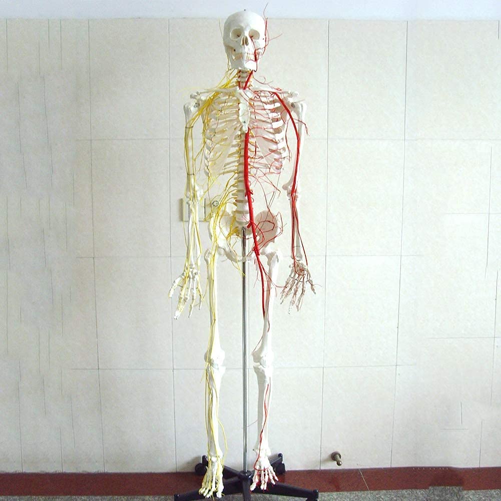 Xiezi Anatomical Model Anatomy Model Human Human Skeleton Model ...