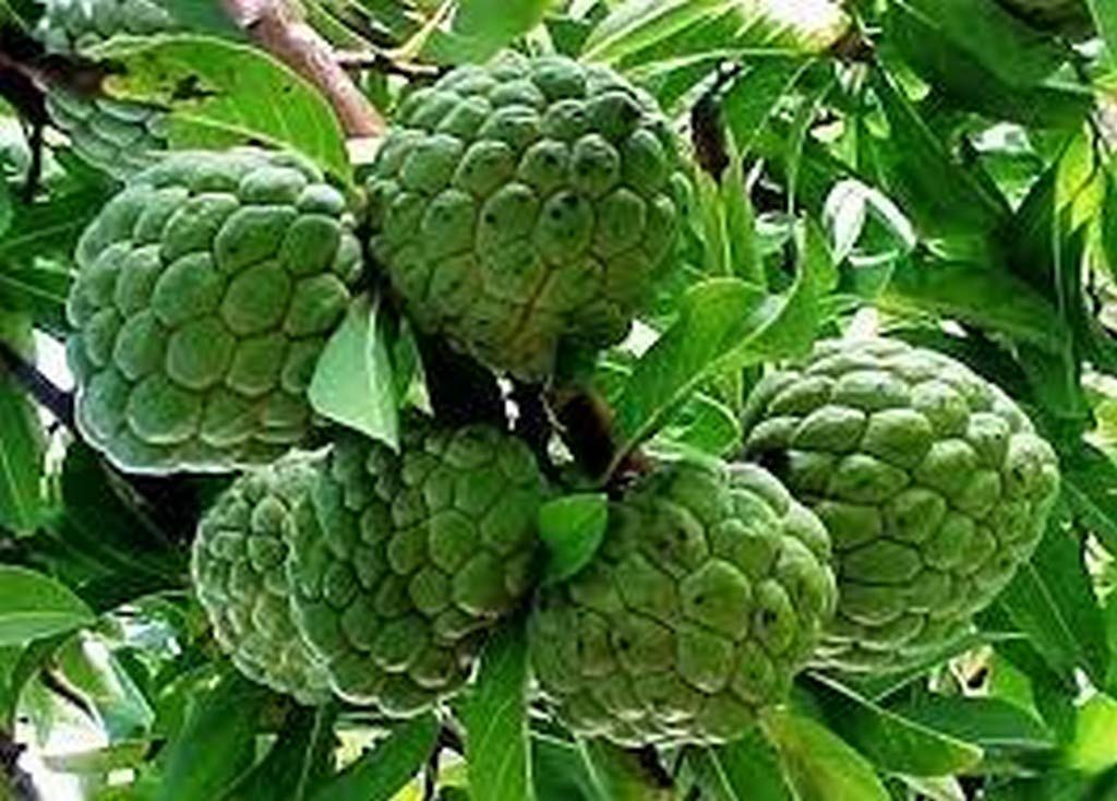 Creative Farmer Live Plant Seethaphal Plants Exotic Fruit Sweetsop ...