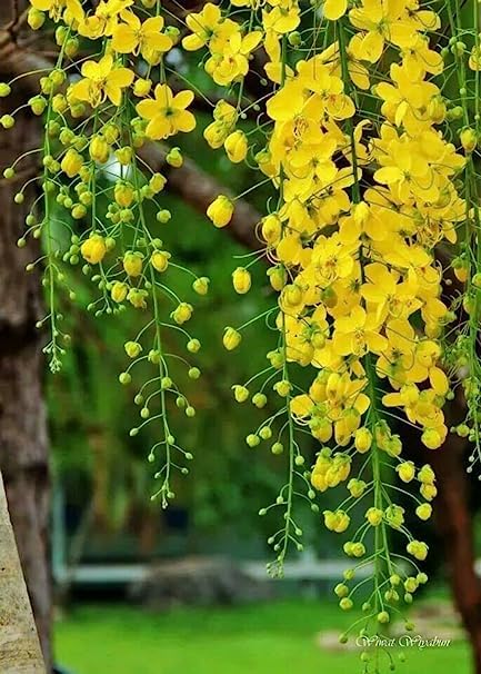 LEAF LOVE Amaltas flower plant (with pot) : Amazon.in: Garden & Outdoors