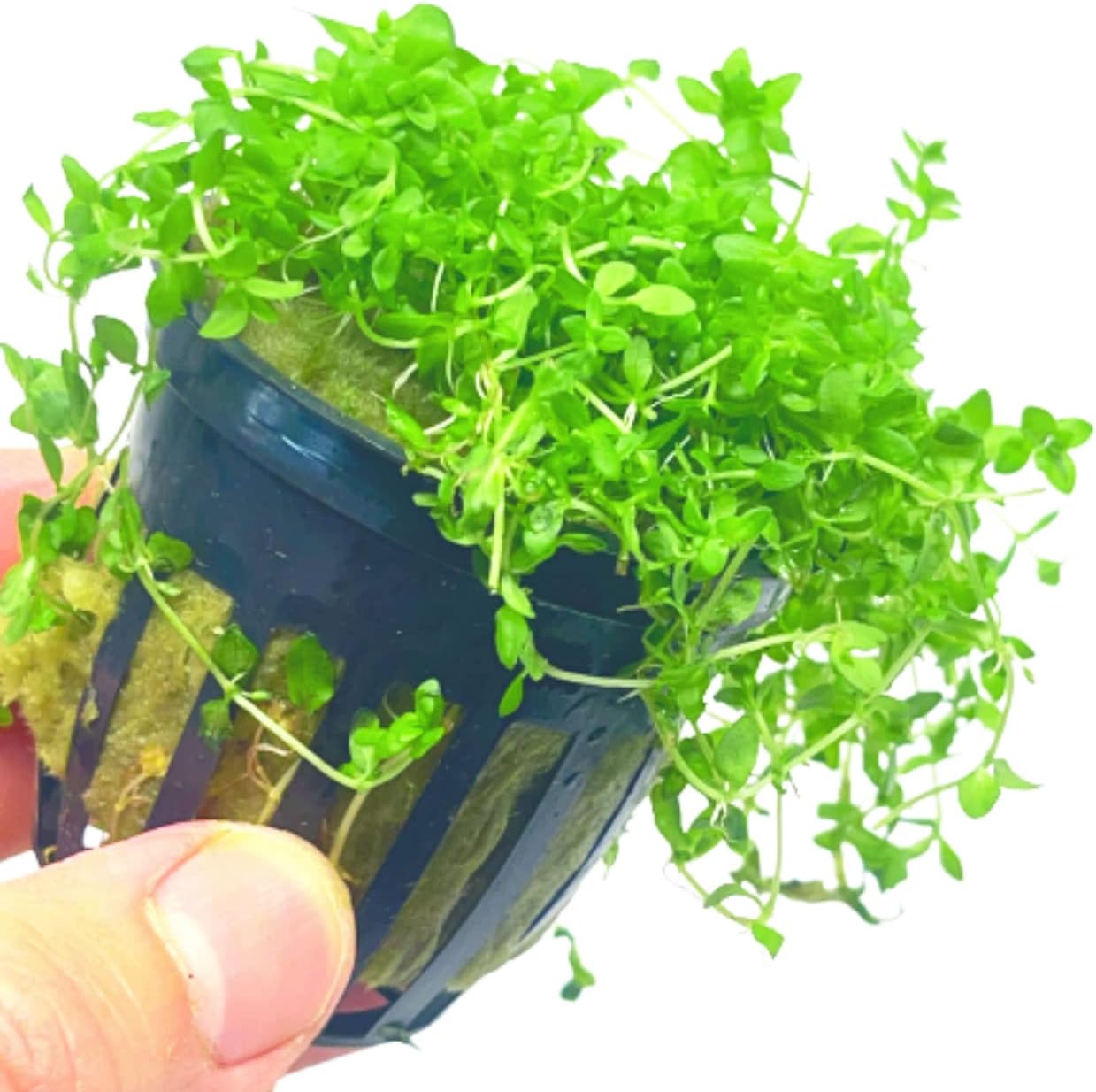 Amazon.com: Planterest - Pearl Weed Hemianthus Micranthemoides Potted ...
