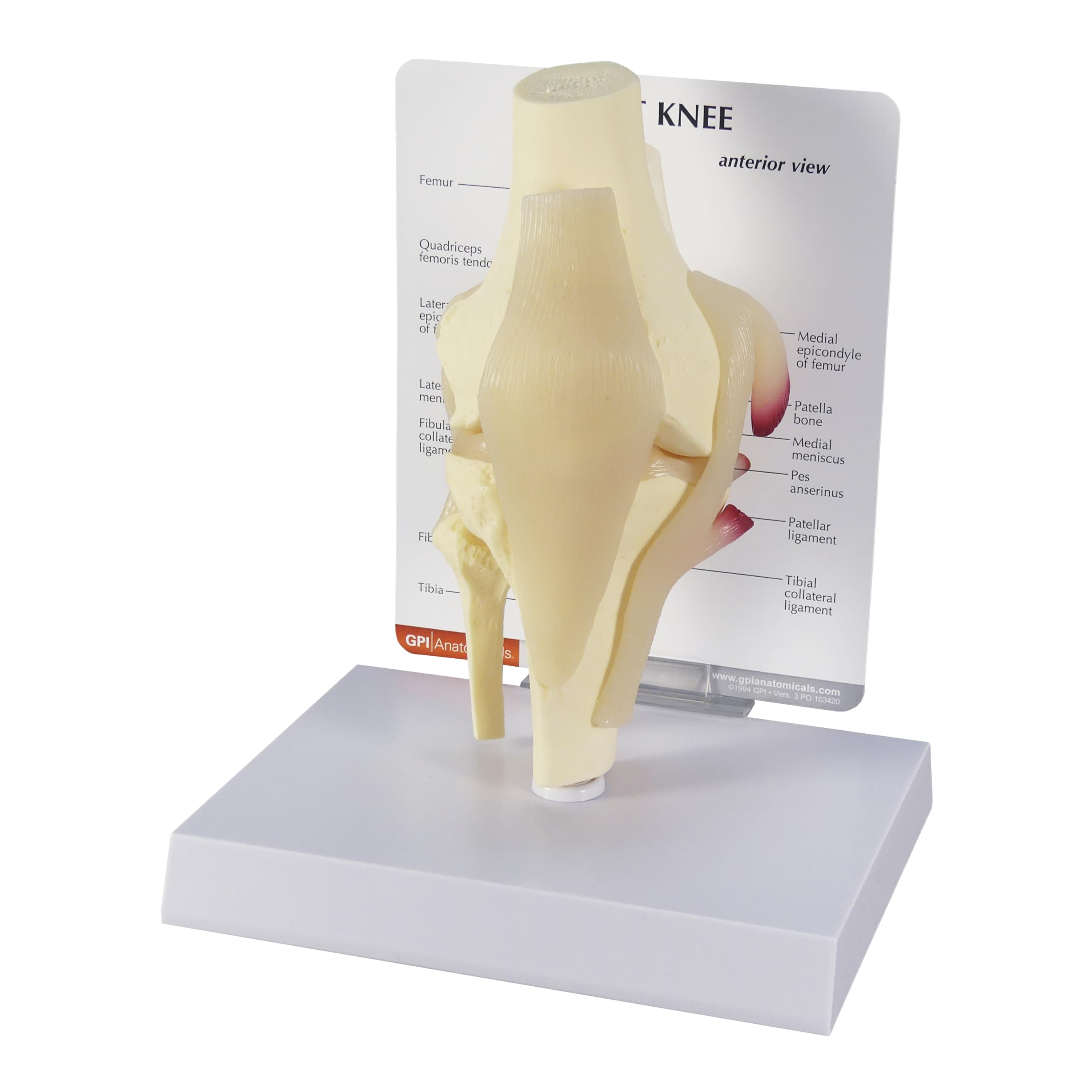 Snapklik.com : Basic Knee Model, Replica Of Right Knee Joint For Human ...
