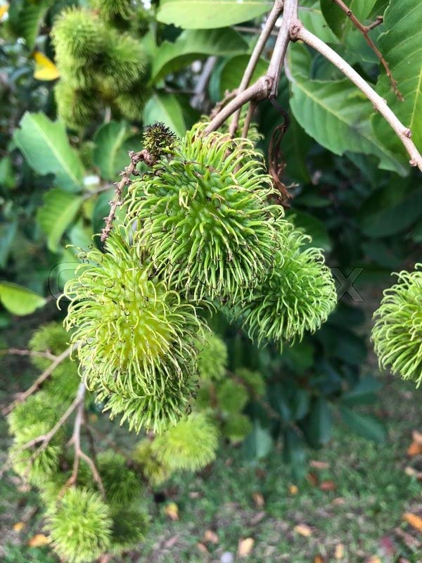 Cloud Farm Live Rare Yellow Rambutan Hybrid Exotic Fruit Seedling Live ...