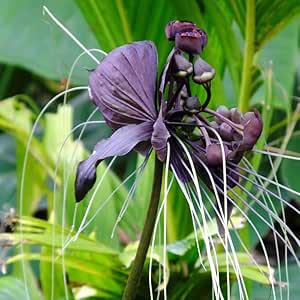 Amazon.com : Yunaksea Black Bat Plant Tacca Live Plant Indoor Outdoor ...