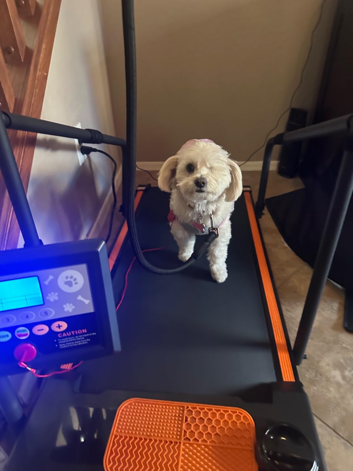 Amazon.com: JOPHUN Dog Treadmill, Pet Dog Running Machine for Small and ...