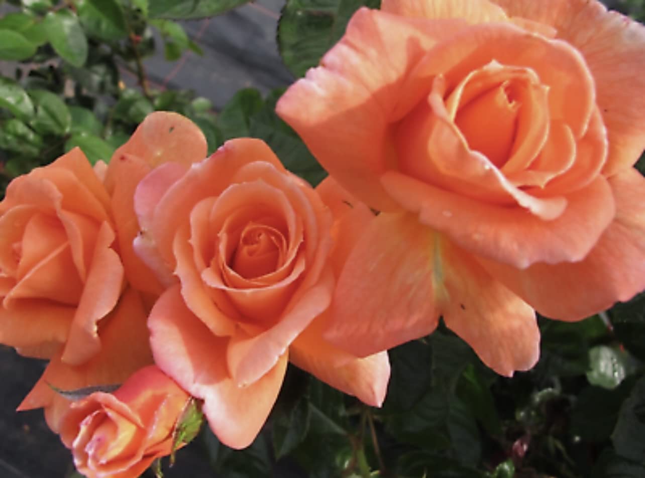 'Scent from Heaven' Potted Rose - Climbing Rose up to 10ft - Striking ...