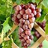 Amazon.com : Grape Vine Plant Live for Planting, Grape Plant Live Grape ...