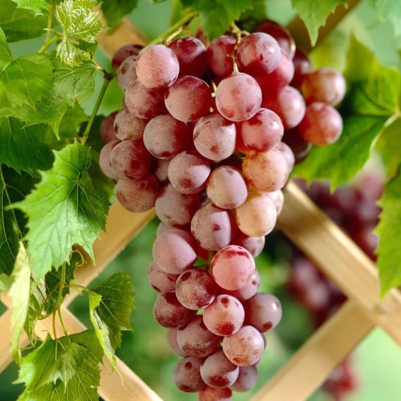 Amazon.com : Red Grape Vine Plant Live for Planting Outdoor, Bunch ...