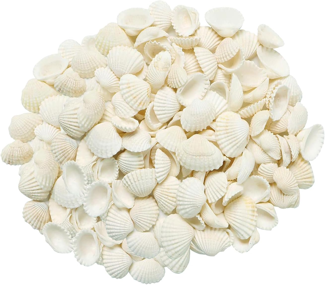 Amazon.com: Miraclekoo Small Tiny White Sea Shells Mini Clam Bulk ...