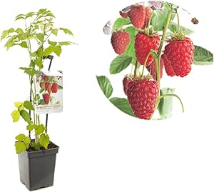 1X Potted Primocane Raspberry Malling Happy - Autumn Fruiting Raspberry ...