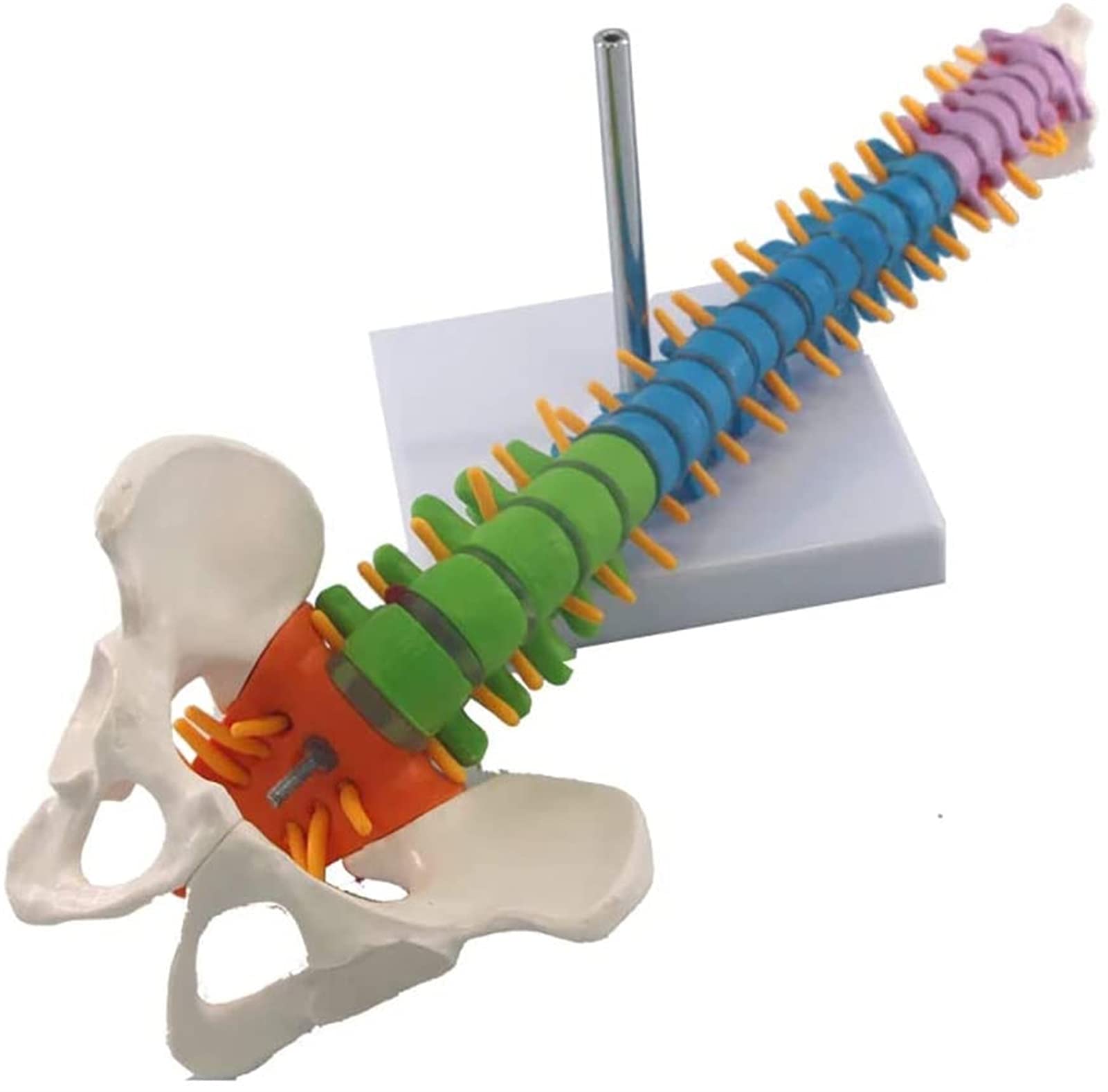 Study Model Human Spine Model With Stand Vertebral Column Pelvis ...