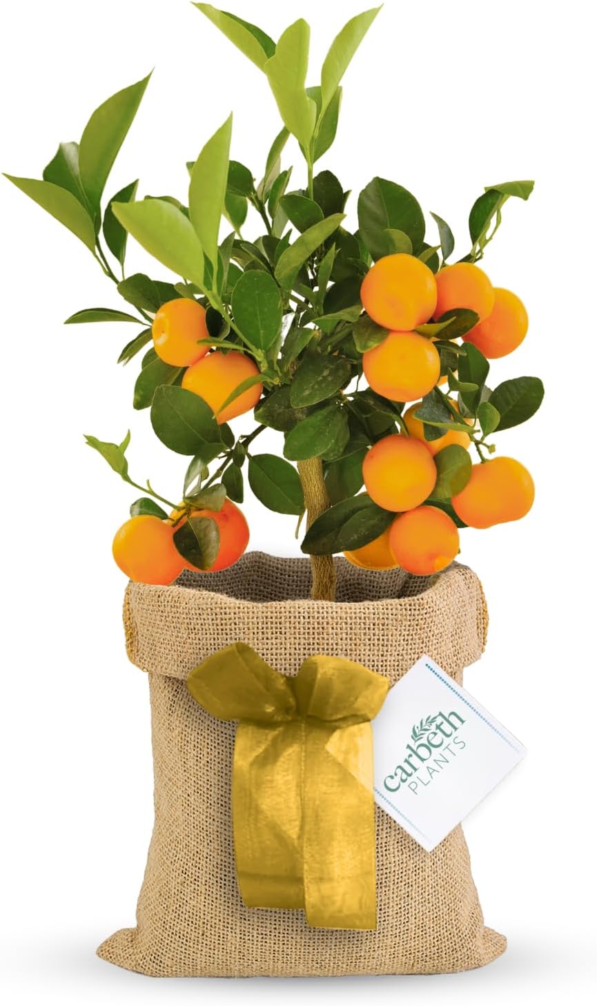 Carbeth Plants Citrus Calamondin Mini Orange Tree in 12cm Pot - Hessian ...