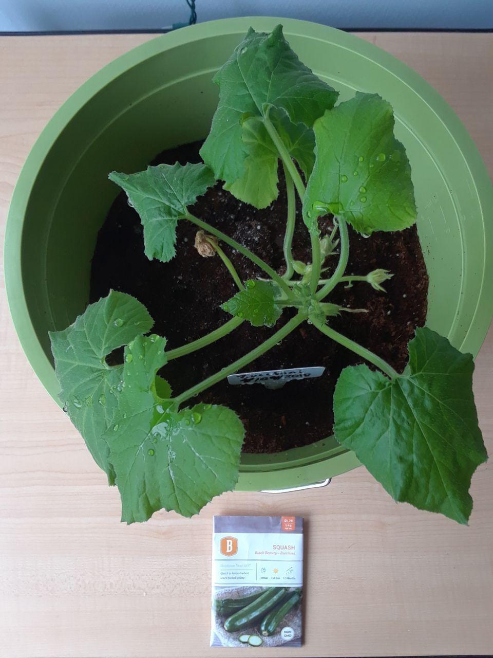 Amazon.com : Indoor Garden Kit with Vegetable Seeds for Planting Home ...