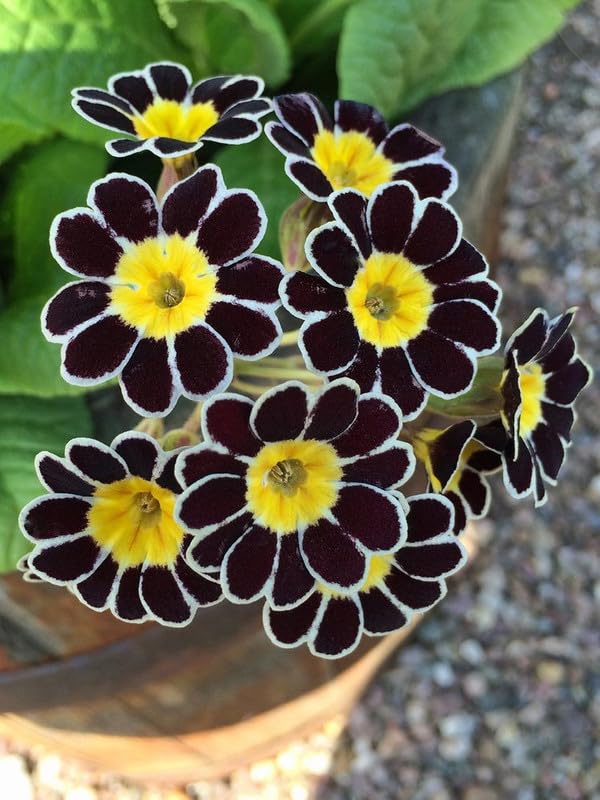 Ritz Farming® Primula flower seeds |black Primula flower seeds for Home ...