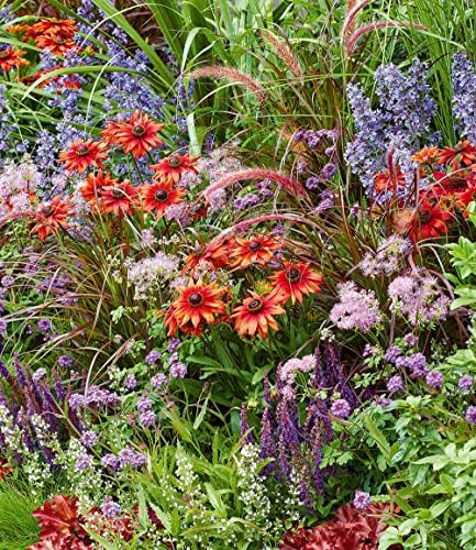 BALDUR Garten Stauden-Mix Pretty Garden,6 Pflanzen : Amazon.de: Garten