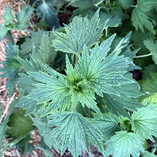Amazon.com : Organic Motherwort Seeds (Leonurus cardiaca) 100 Seeds (0. ...