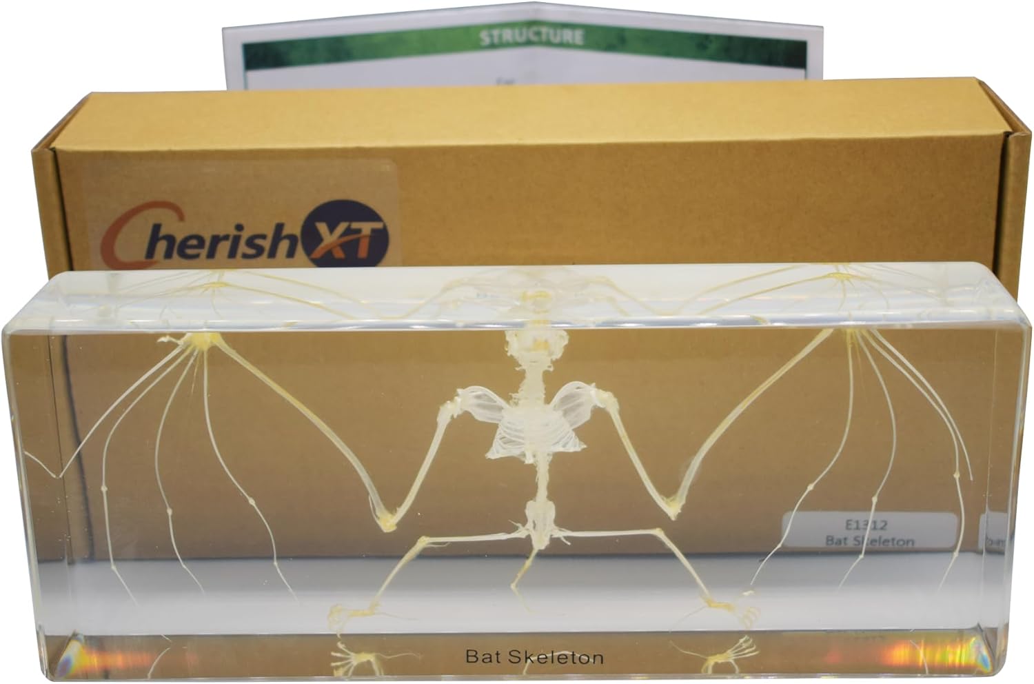 Amazon.com: Cherish XT Taxidermy Bat Skeleton, Real Bat Skeleton ...