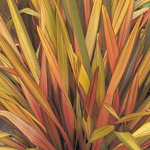 Amazon.com : 30 PHORMIUM SEEDS New Zealand Flax RAINBOW STRIPED HYBRIDS ...