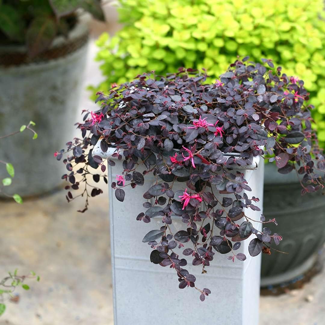 Amazon.com : Jazz Hands Mini® Loropetalum - Live Plant - Full Gallon ...