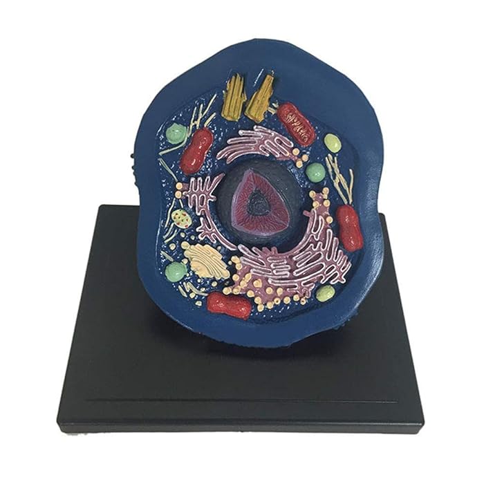 Buy Experimental Teaching Research Tools Cell Anatomy Model - Animal ...