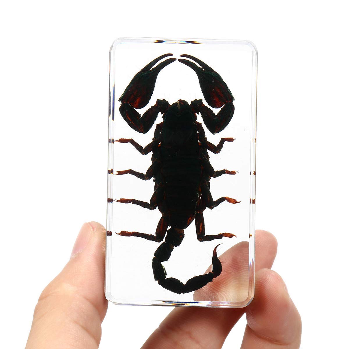 FEVERWORK Clear Acrylic Insect Sample Lucite Black Longhorn Beetle ...