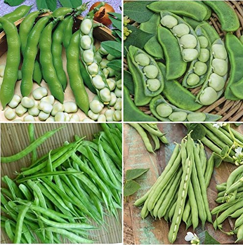 Buy Modern Plants Seeds Of 4 Vegetable Plant Combo Seeds - Ramas Ki ...