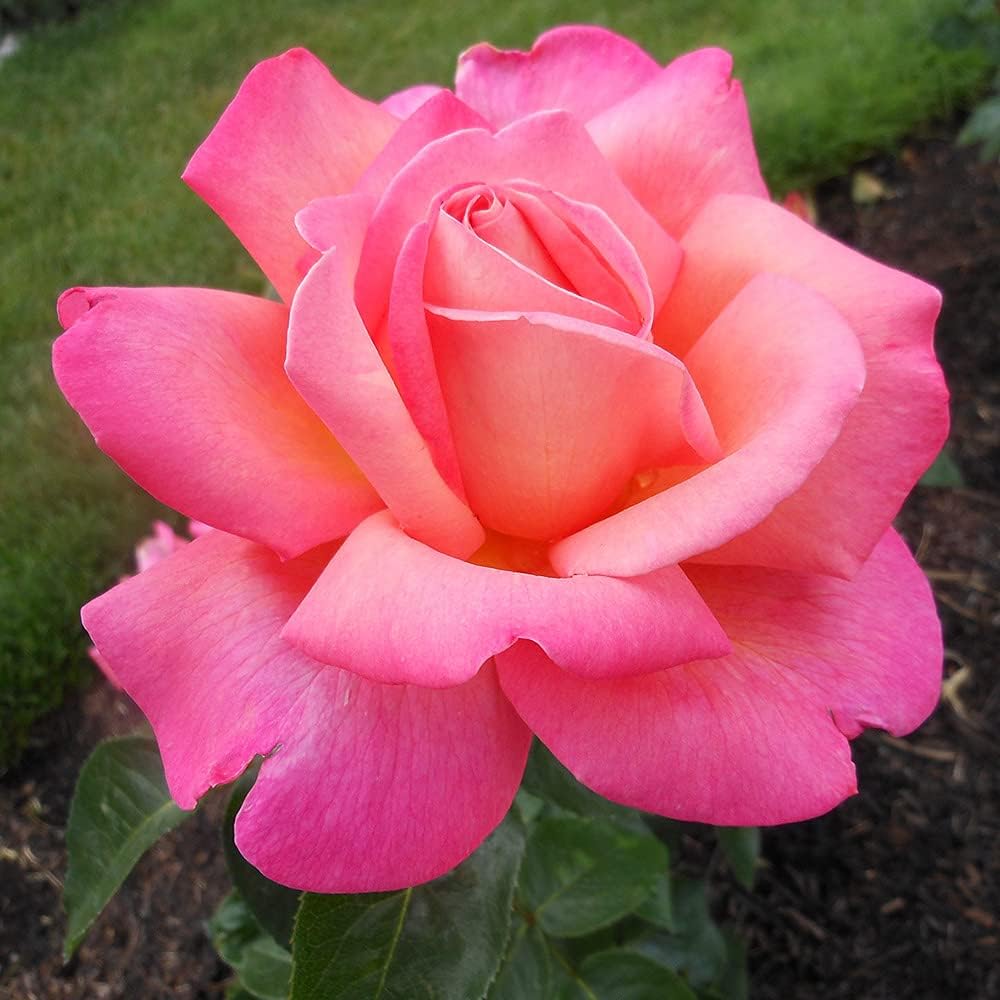 Amazon.com : Heirloom Roses Rose Plant - Love Multi Colored Rose Bush ...