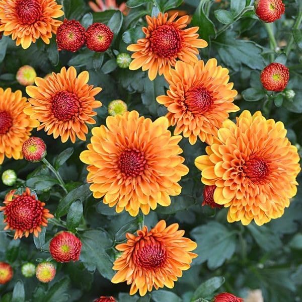 AP GARDEN Chandramallika Flower Plant "Chrysanthemum" Guldaudi, Samanti ...